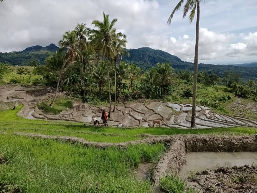 PAM Baucau Kontinua Enkoraja Agrikultor Kuda Hare | LIFAU PRESS