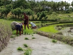 PAM Baucau Kontinua Enkoraja Agrikultor Kuda Hare | LIFAU PRESS